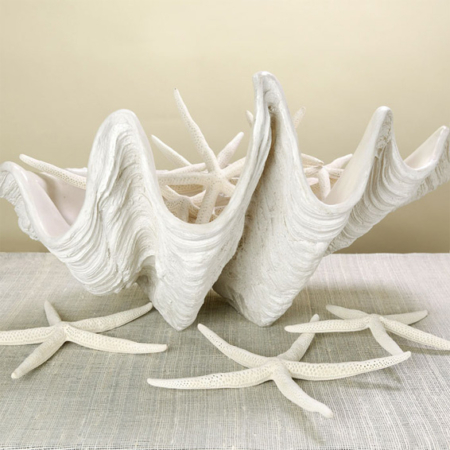 Giant Clam Shell - Interior Design Inspiration | Eva Designs